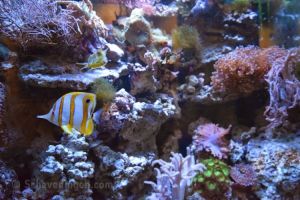 Sea Life Scheveningen - Attraction | Scheveningen